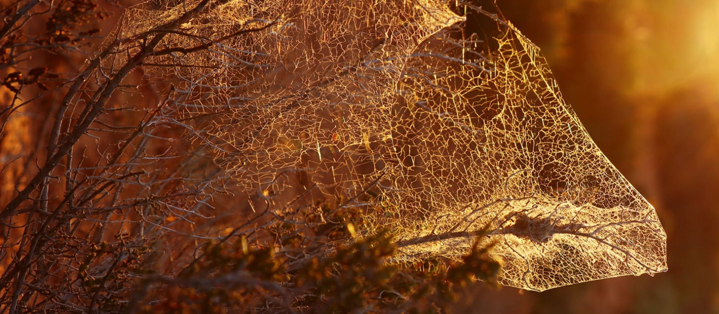 Spiders are our friends